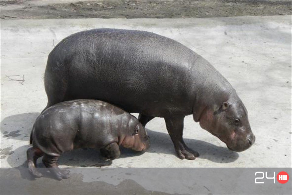 Már a külső kifutóban dagonyázik Dube, a törpevíziló | 24.hu