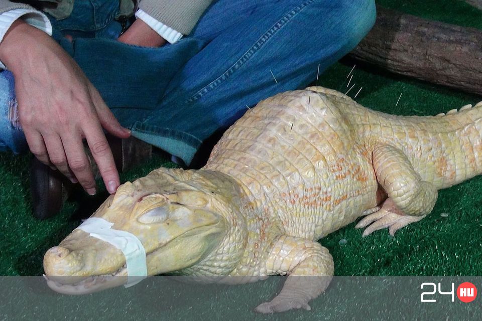 Akupunktúrával gyógyul egy aligátor | 24.hu