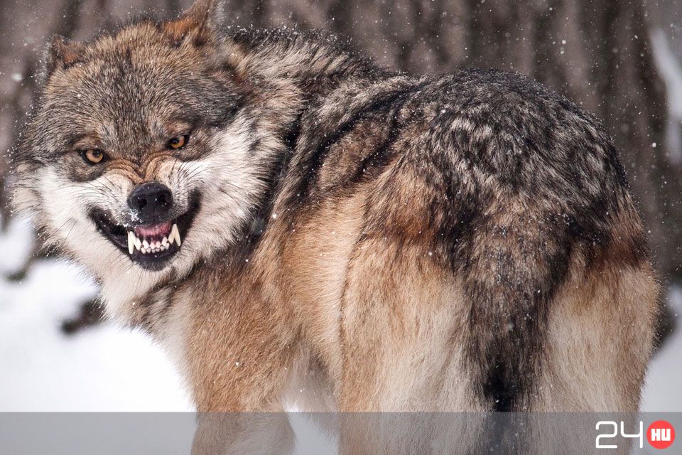 Arra ébredt a kempingező, hogy a feje egy farkas szájában | 24.hu
