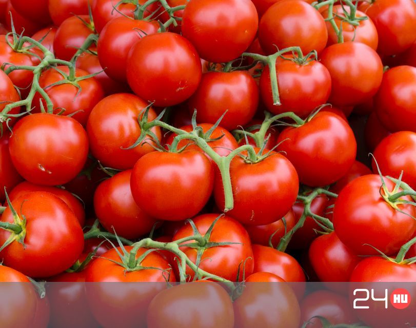 Paprika és paradicsom: a nyári ízei | 24.hu