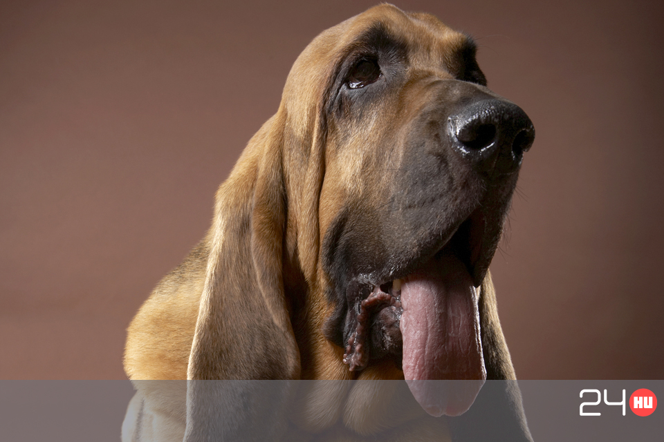 Világbajnok kutyákat mérgeztek meg Budapesten | 24.hu