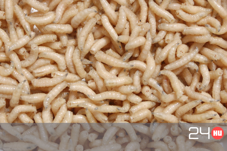 A súlyos fejsebében élő férgek mentették meg egy férfi életét | 24.hu