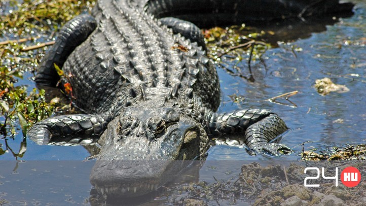 Meglett annak a kisfiúnak a holtteste, akit Disneyworldben ragadt el ...