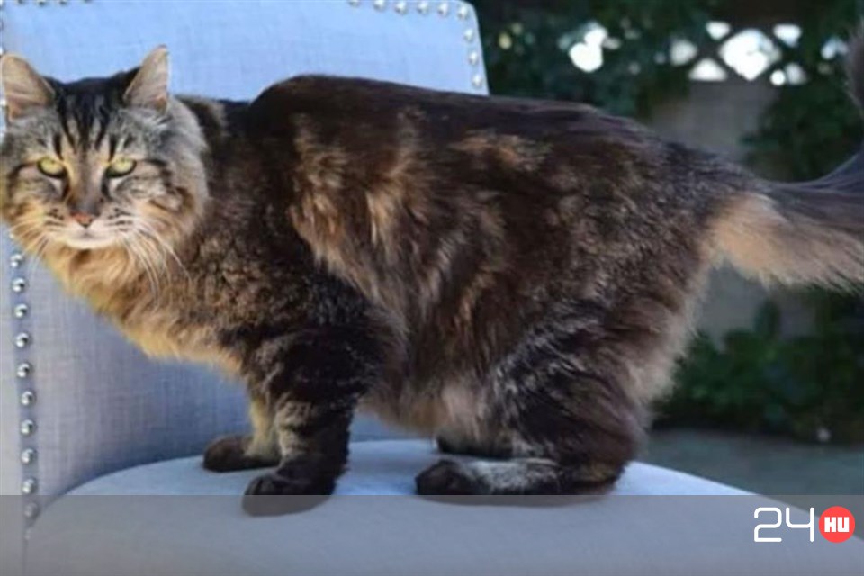 Az egereket és a cheddart imádja a világ legöregebb macskája | 24.hu