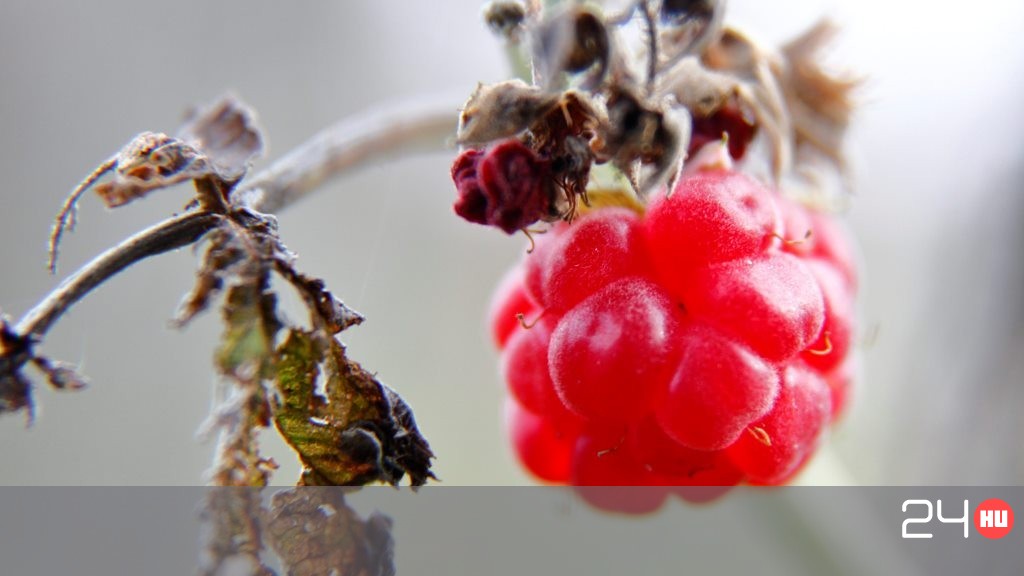 Eltűnhet a magyar málna | 24.hu