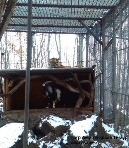 Összehaverkodott a tigris a prédaként elé dobott kecskével egy orosz ...