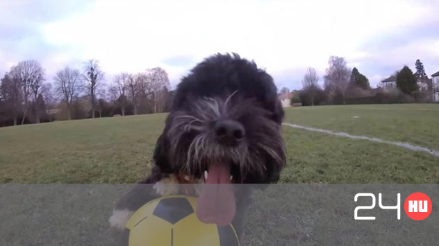 Ez a kutya úgy kezeli a labdát, mint Messi és Ronaldo együttvéve | 24.hu