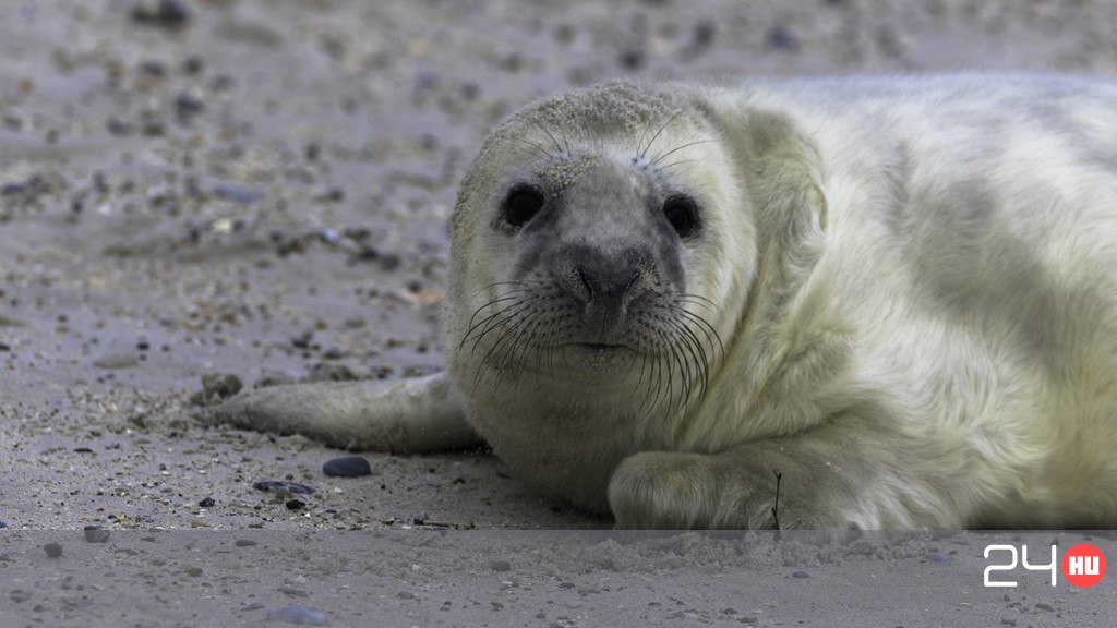 Fókákkal szelfizni tilos és életveszélyes! | 24.hu