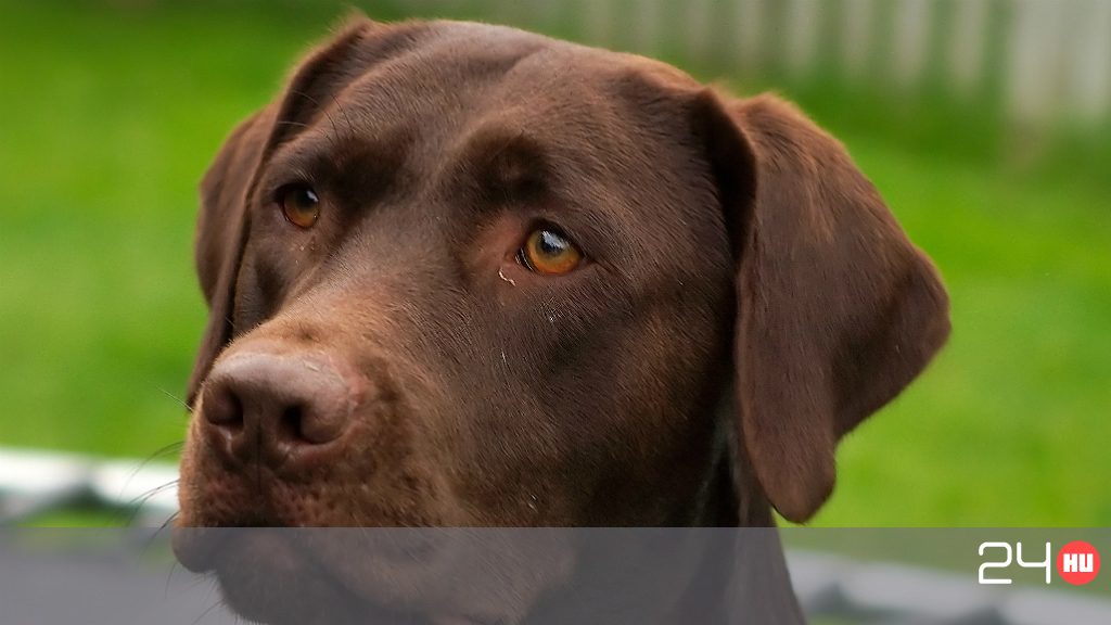 Bizarr tárgyat hozott vissza egy kutya bot helyett | 24.hu