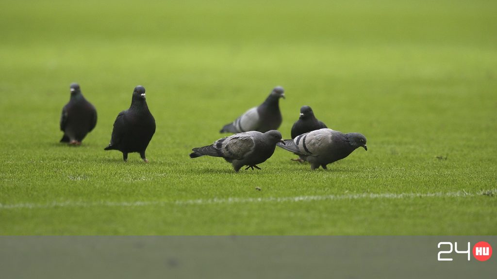 A nyulak után ezúttal galambok riogattak a futballpályán | 24.hu