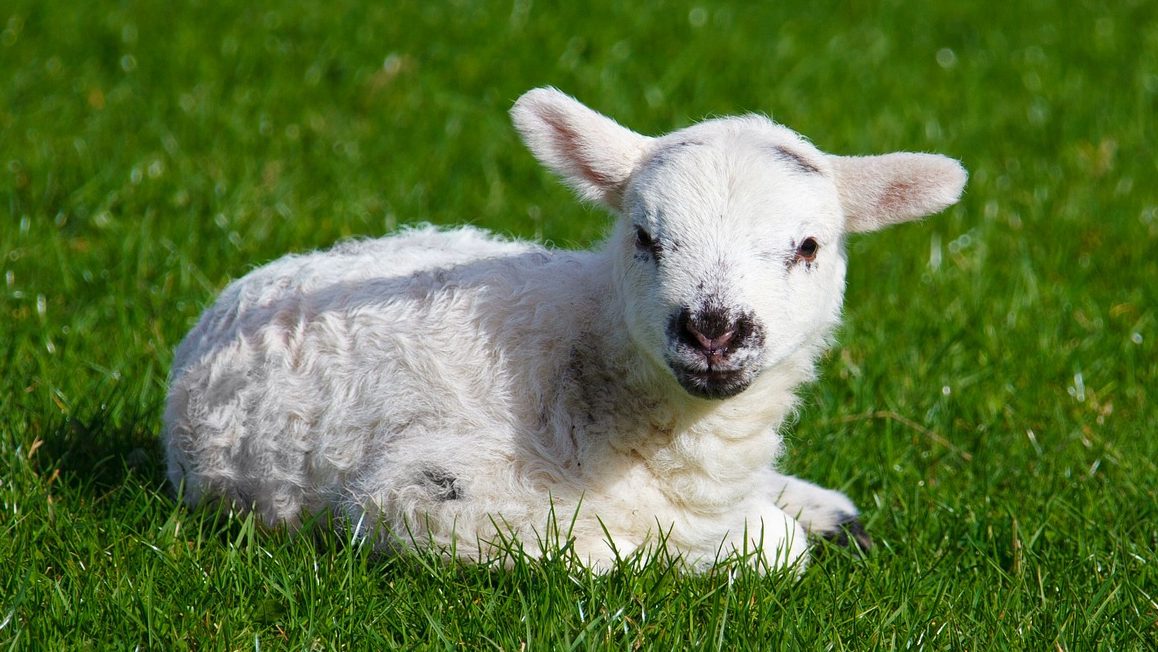 Mutatunk két videót, amik után te is kis bárányt akarsz majd ...