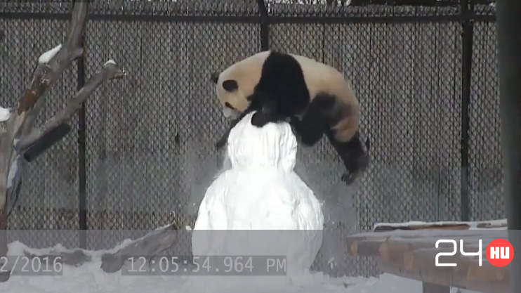 A kis panda és a hóember öldöklő csatáját sajnos nem az nyerte, akinek ...