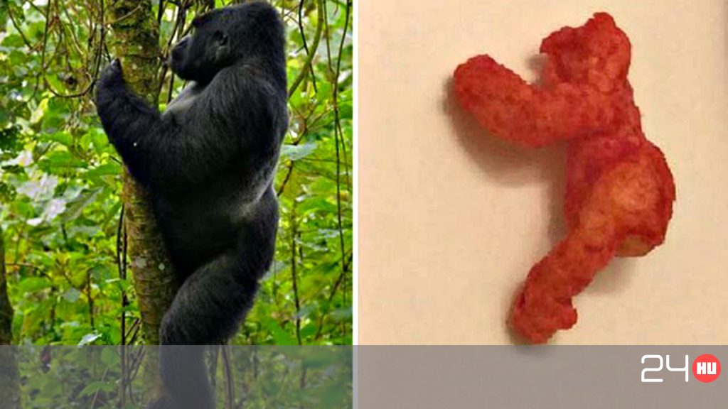 Egy vagyont fizetett valaki a Harambe gorillára emlékeztető chipsért ...