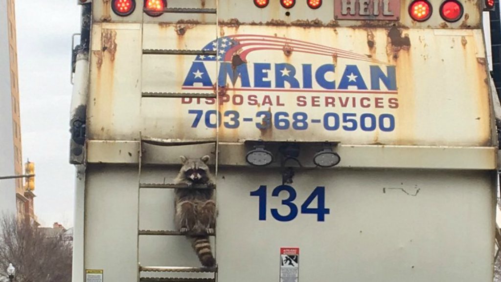 Kukásautón potyázott a stoppos mosómedve | 24.hu