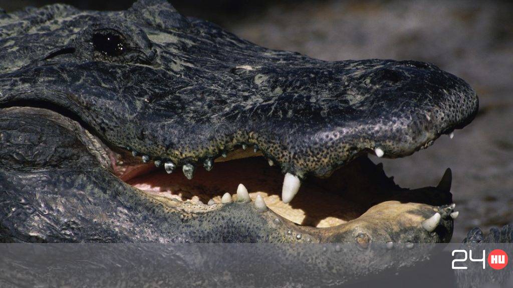 Tízéves kislányra támadt egy aligátor | 24.hu