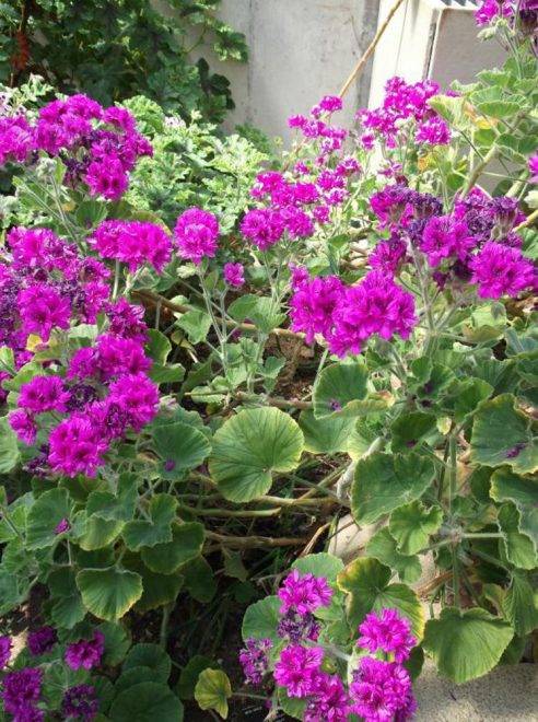 Hogyan teleltessük a muskátlit? | 24.hu