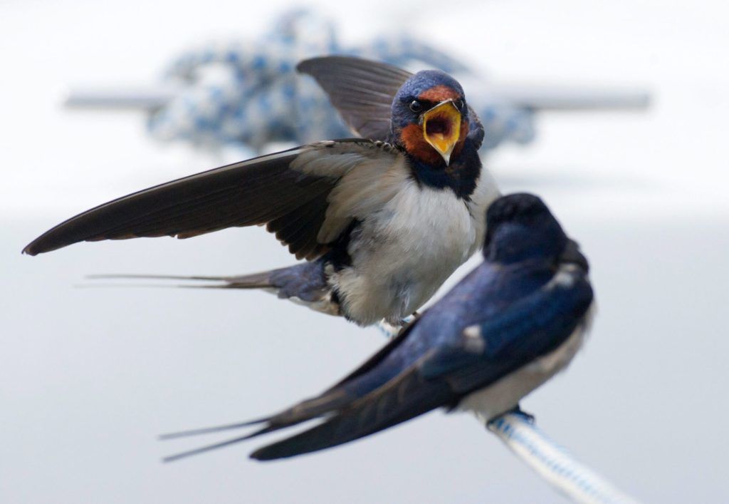 Felpörgött a vonulás: mutatjuk, hol tartanak a hazatérő gólyák és ...