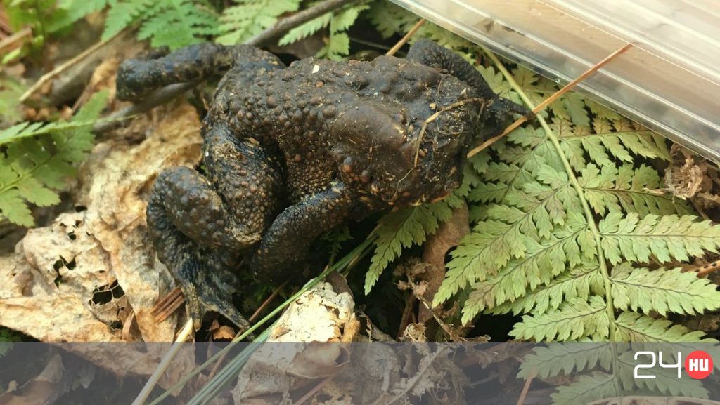 Arc nélküli varangy mászott elő a földből | 24.hu