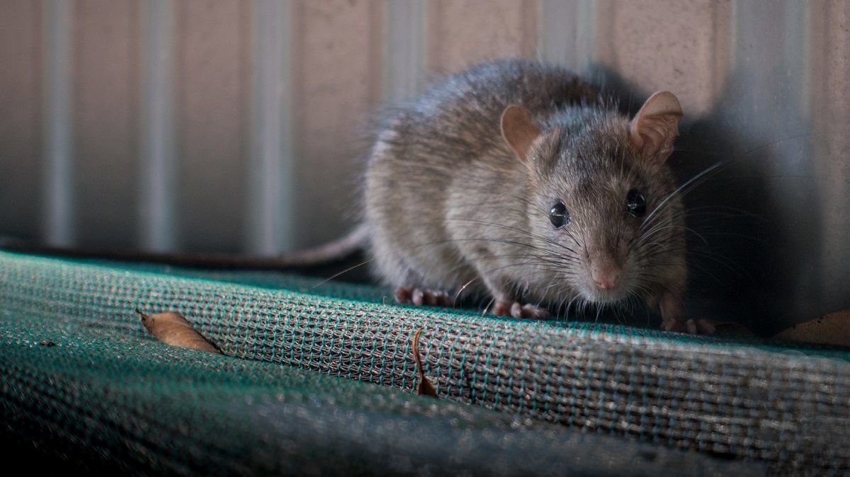 A fiataloknak ez is jó lesz, legyintett a kínai étterem tulaja, miután ...