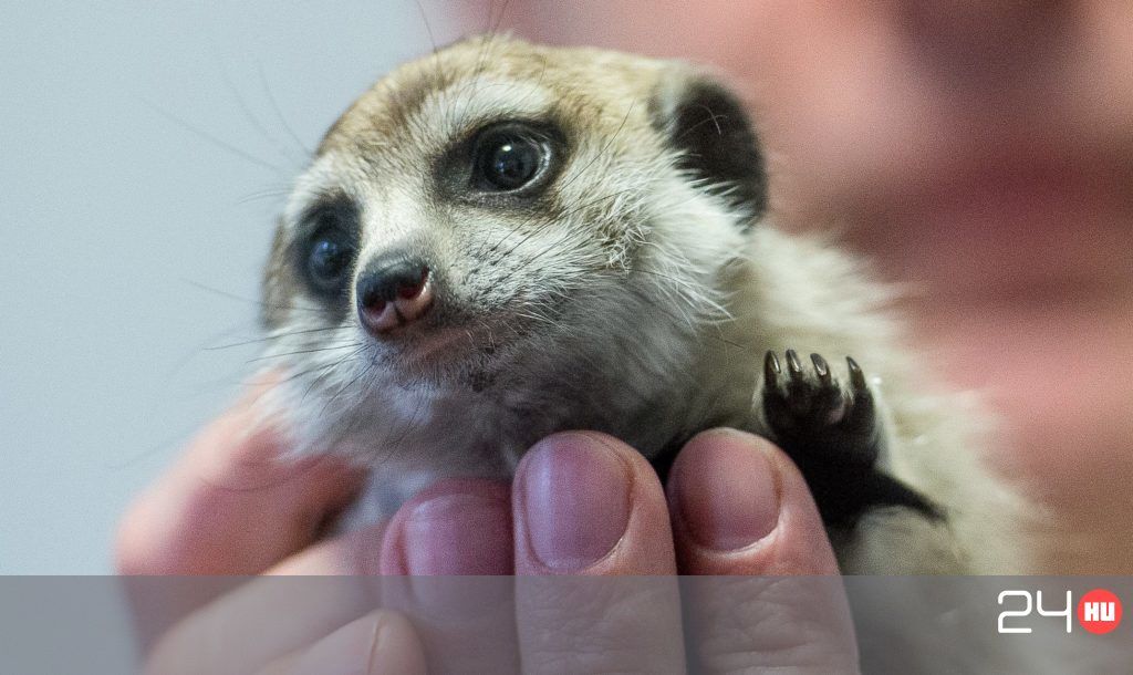 Hintalovon Alapítvány a szurikáta-ügyről: Az erőszak nem jó válasz az ...