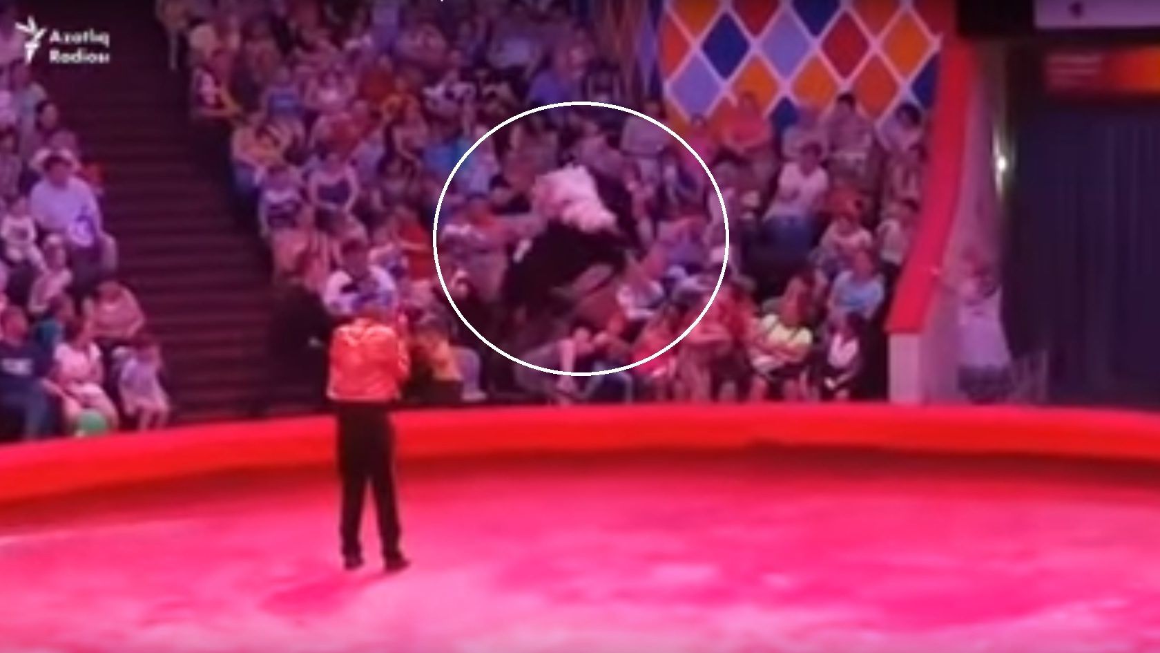 Videón, ahogy egy cirkuszi strucc a közönség közé ugrik | 24.hu