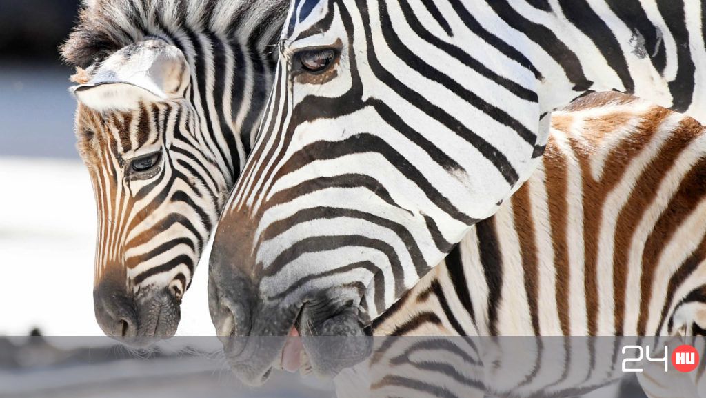 Magyarok zártak le egy 150 éves tudományos vitát | 24.hu