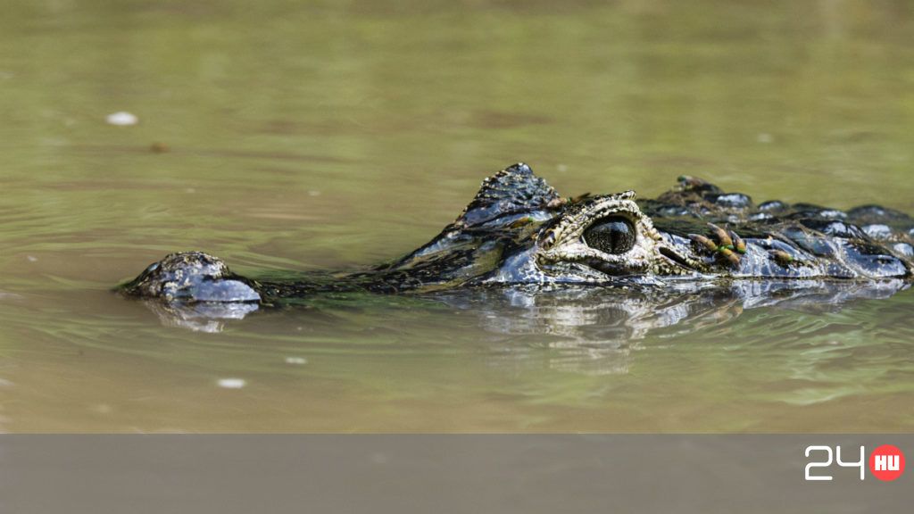 A Balatonban Is Találkozhatunk Krokodillal 24 Hu