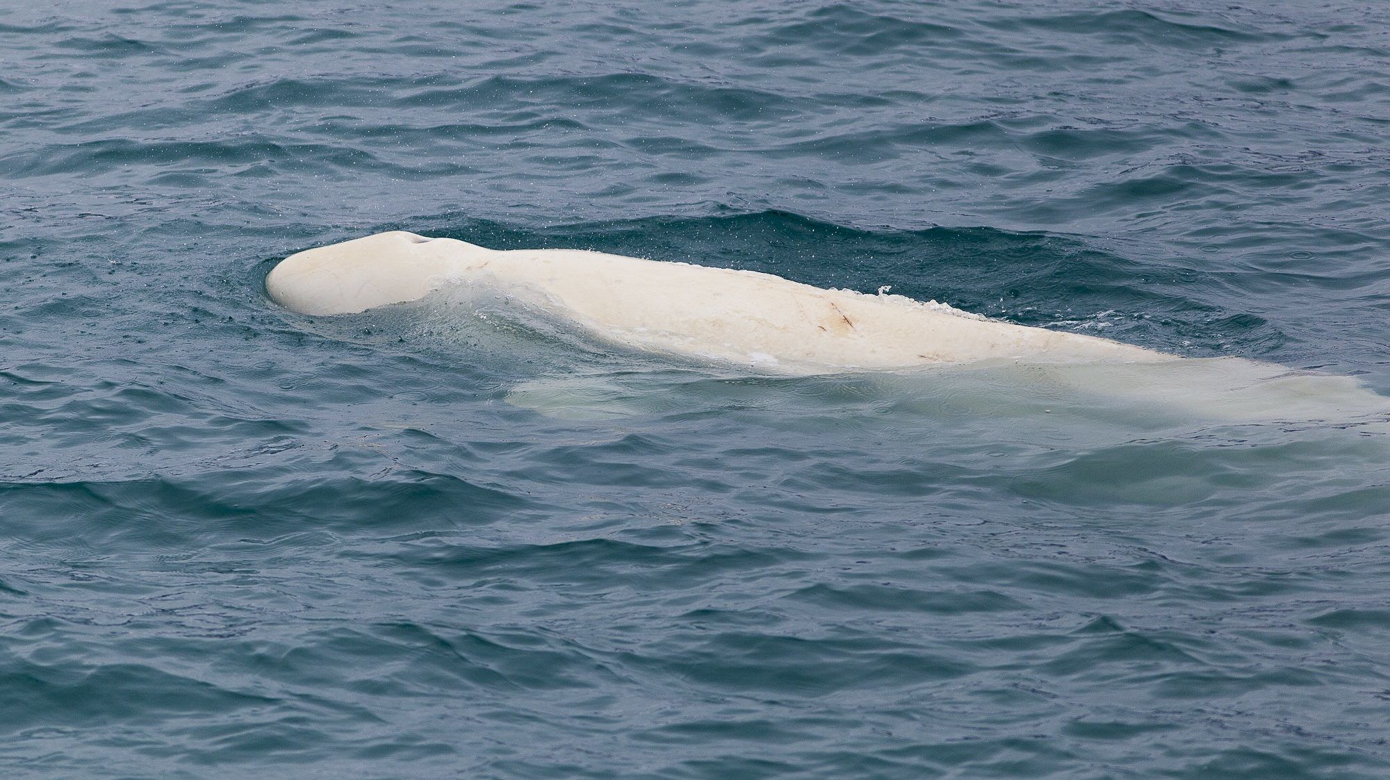 Fehér delfin úszkál a Temzében | 24.hu