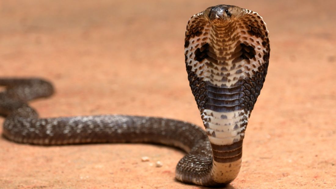 Kobrával játszik az egyéves gyerek, a felnőttek remekül szórakoznak ...
