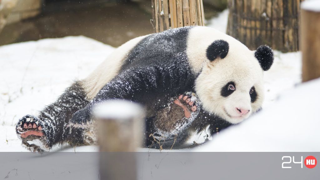 Nézzék meg, hogy örülnek a kínai pandák a havazásnak! | 24.hu