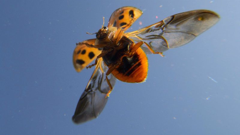 harlekin katica | 24.hu