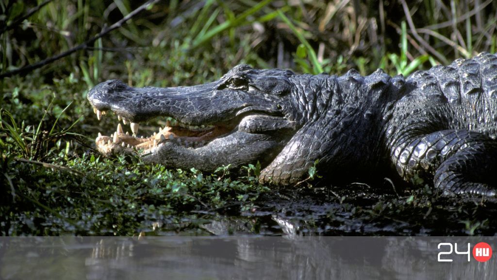 Emberek közé ment a gigantikus aligátor | 24.hu