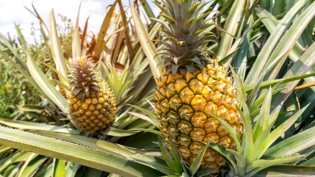 Ha így eszi az ananászt, nem fog megőrülni a pucolástól | 24.hu