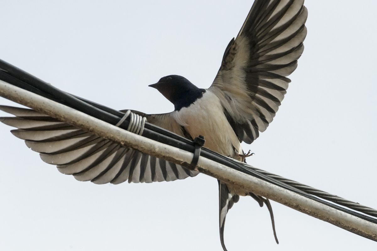 Ideédesgettük a fecskéket, most megöljük őket | 24.hu