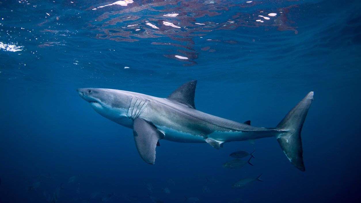 Ki nyerne: a kardszárnyú delfin vagy a fehér cápa? | 24.hu