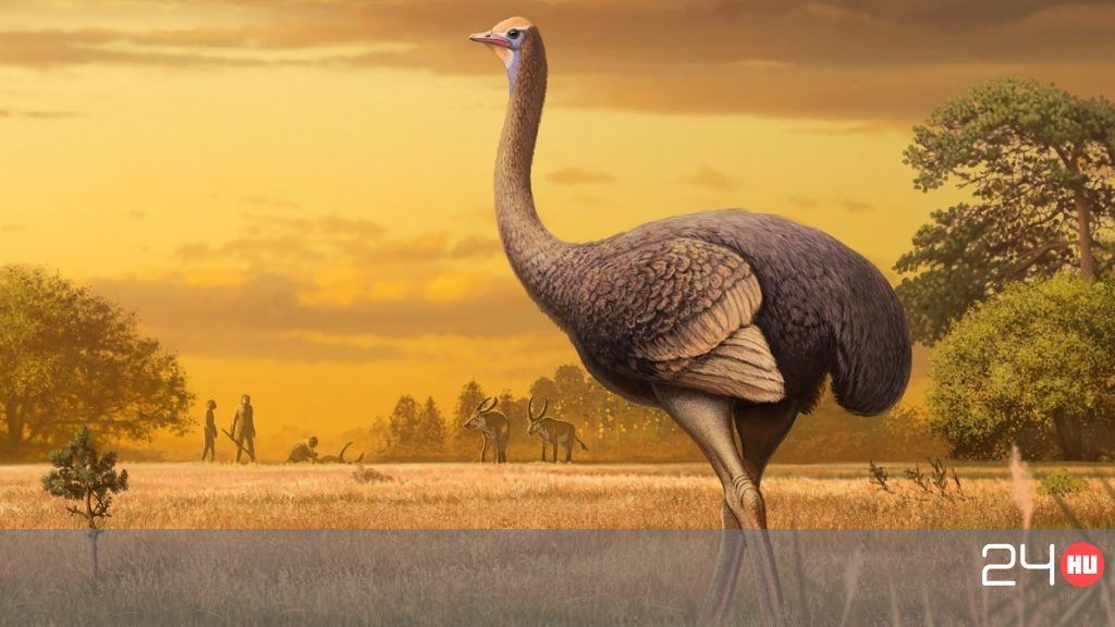 Gigantikus madár élt Európa területén | 24.hu