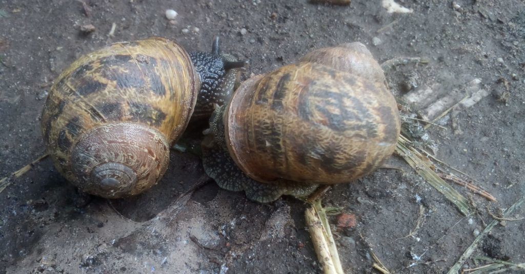 Újabb komoly kártevő érkezett Magyarországra | 24.hu