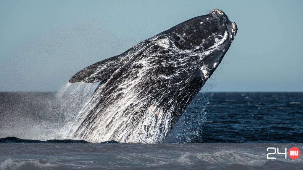 Sorra pusztulnak a bálnák Kanadánál | 24.hu