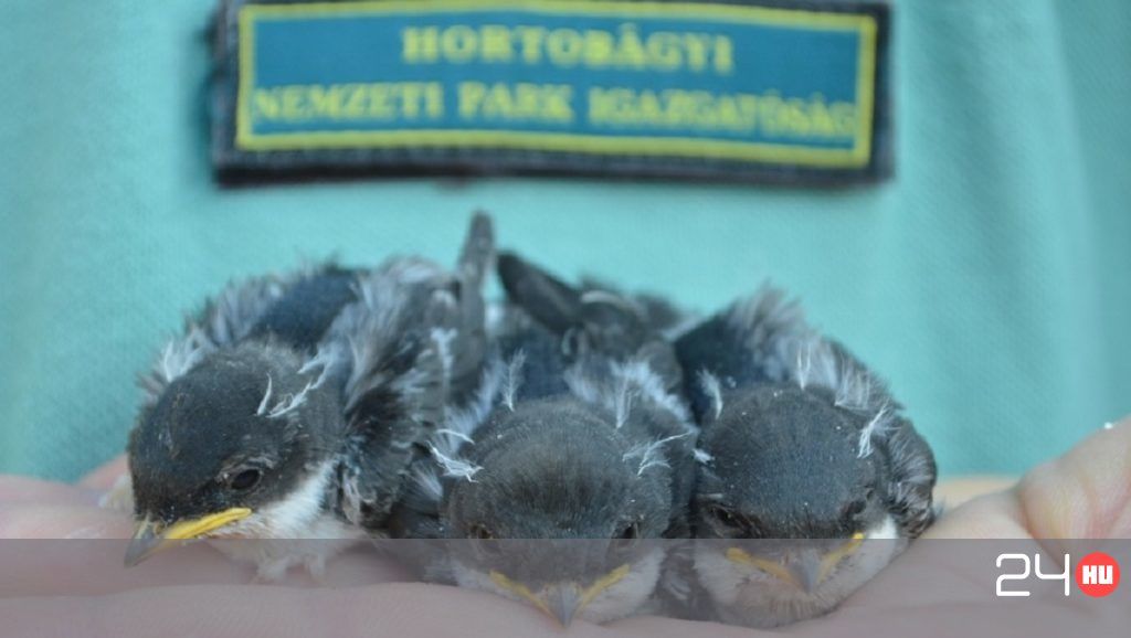 Egy debreceni férfi ölte meg a fecskefiókákat Túrkevén | 24.hu