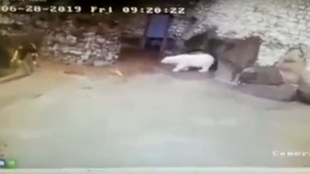 Videón, ahogy takarítónőre támad egy jegesmedve | 24.hu