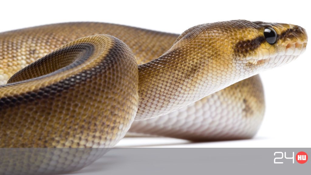 Királypiton szökött meg egy óbudai lakásból | 24.hu