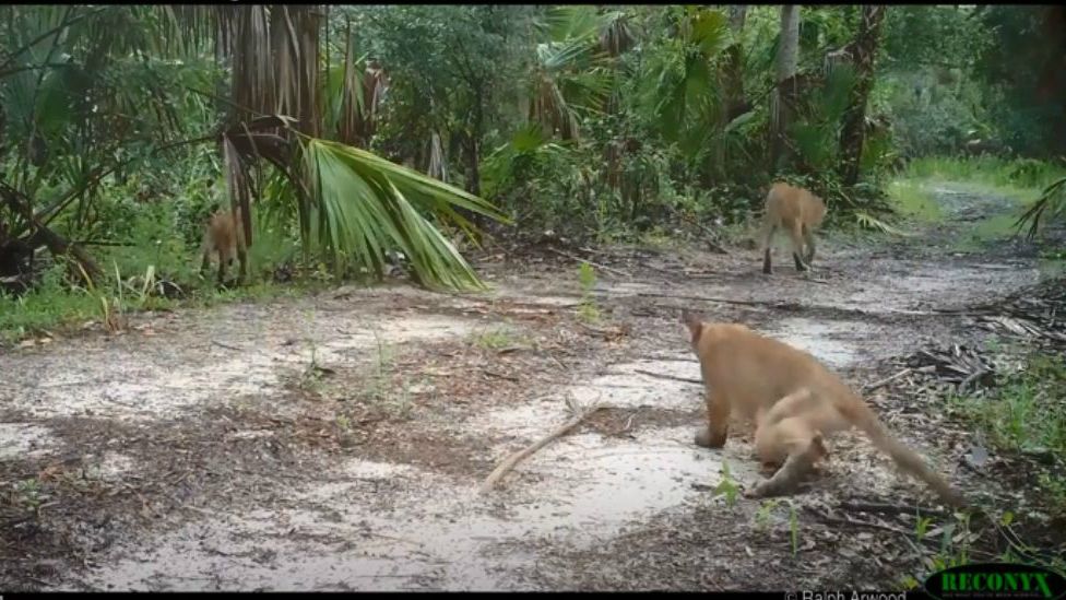 Rejtélyes kór támadta meg a floridai pumákat | 24.hu