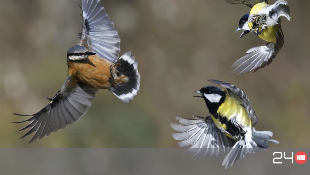 Megváltozhat a magyar cinegék színe | 24.hu