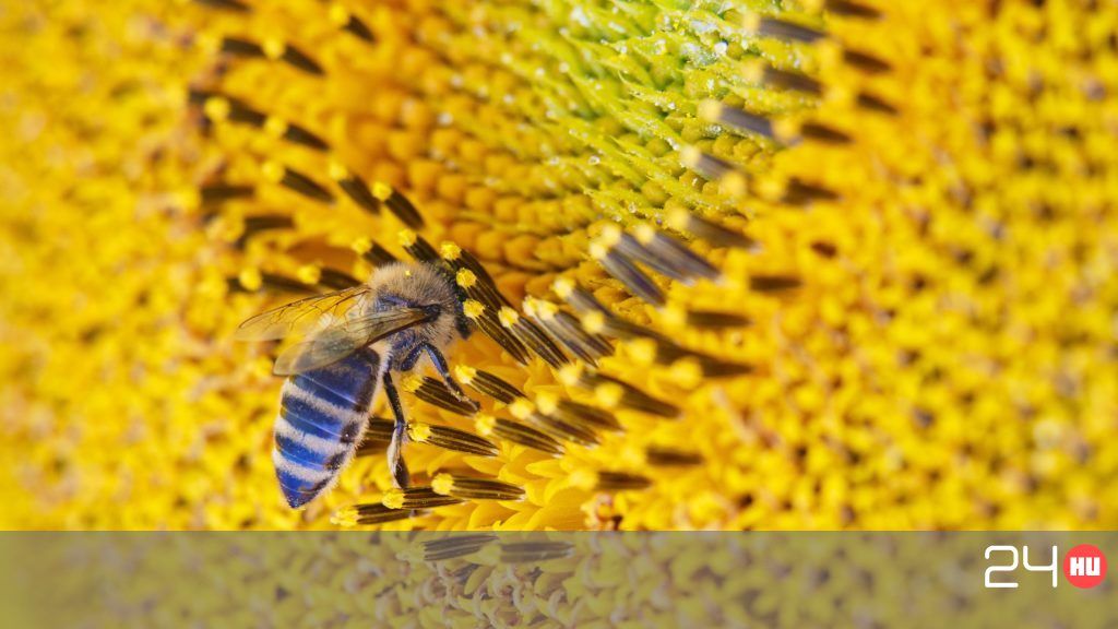 Az Európai Parlament határozottabb lépéseket szeretne a beporzó rovarok ...
