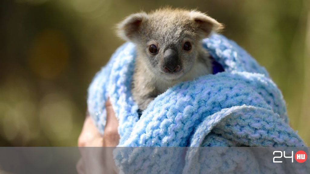 A sok szomorú hír mellett szánjunk két percet egy koalabébi fotóira | 24.hu