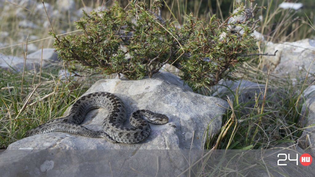 A szeme mondja meg, melyik a mérges kígyó | 24.hu