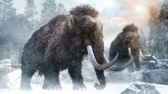 vrangel-sziget | 24.hu