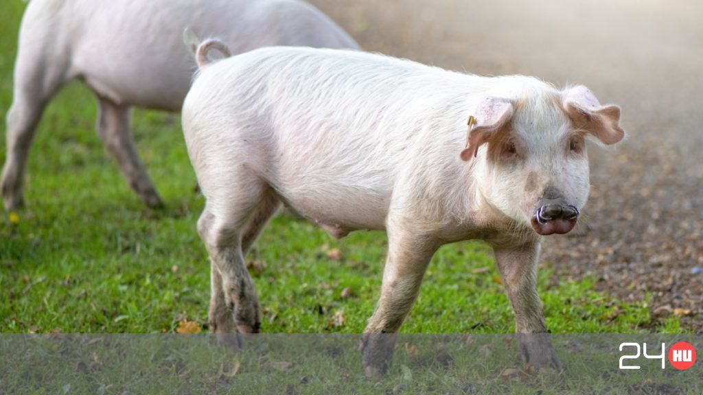 Saját ürülékével gyújtotta fel az ólat egy disznó | 24.hu