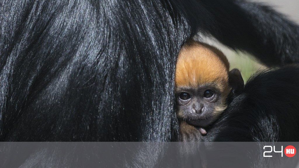 Ritka kismajom született egy francia állatkertben | 24.hu