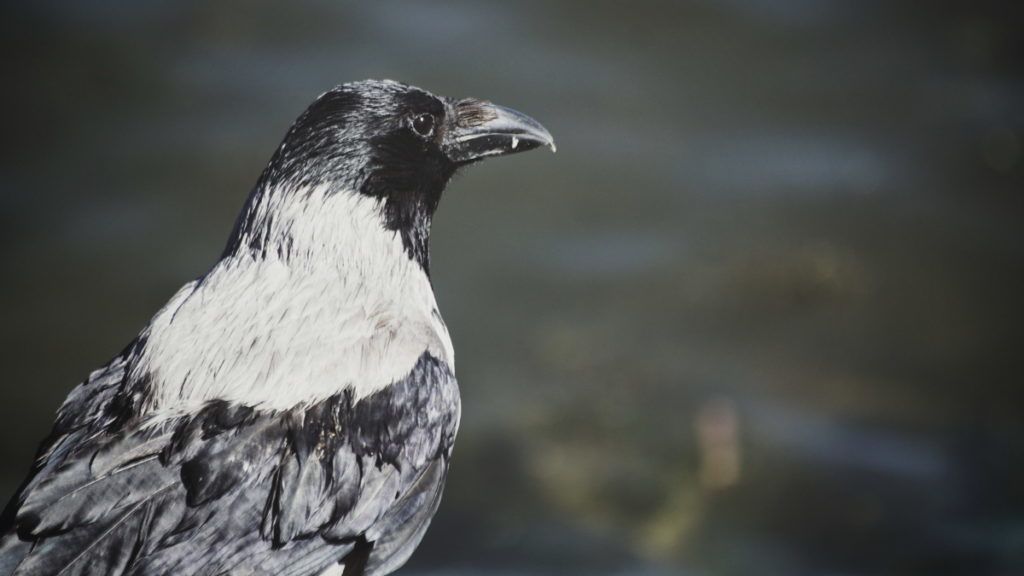 Ez a varjú olyan cuki, hogy kimenti a sünt az autók elől – vagy mégsem ...
